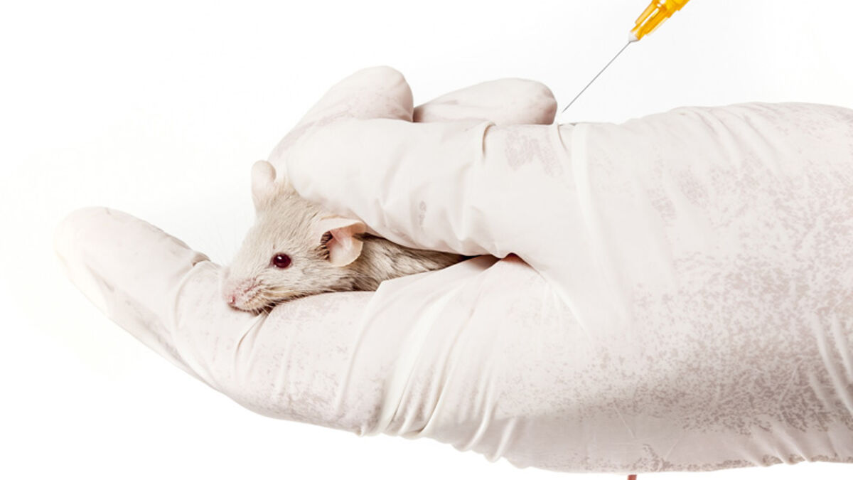 Forscher nähen Mäuse zusammen | Presseportal-schweiz.ch